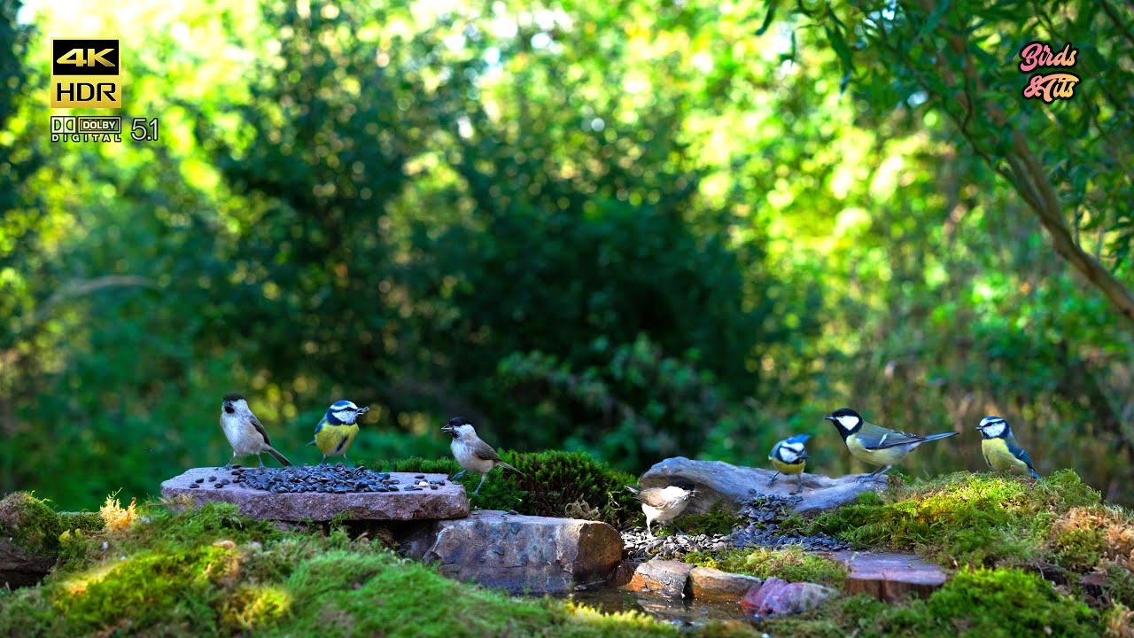 Birds for Cats to watch: Cat tv😻Birdwatching pleasure for all pets ...