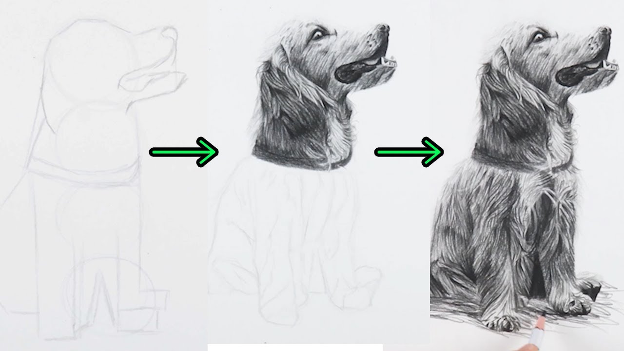 How to Draw a Dog Step by Step | Full Realistic Pencil Tutorial - YouTube