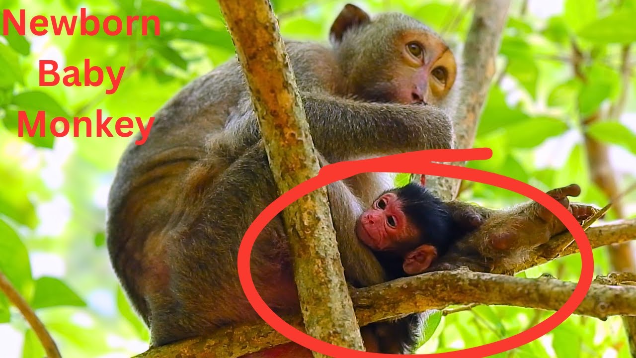 New Update!! Congratulation to Monkey Anita gave a new birth today..| Newborn Baby Monkey| Cute ...