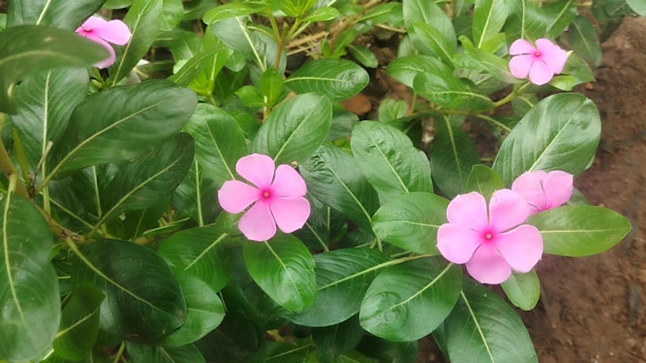 நித்யகல்யாணி / periwinkle plant🌸. - YouTube