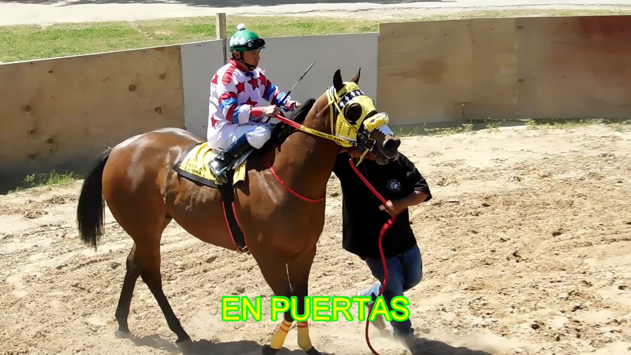 LA CEBRUNA C,CEBRUNA VS EL GANCITO C.LA MINA - YouTube