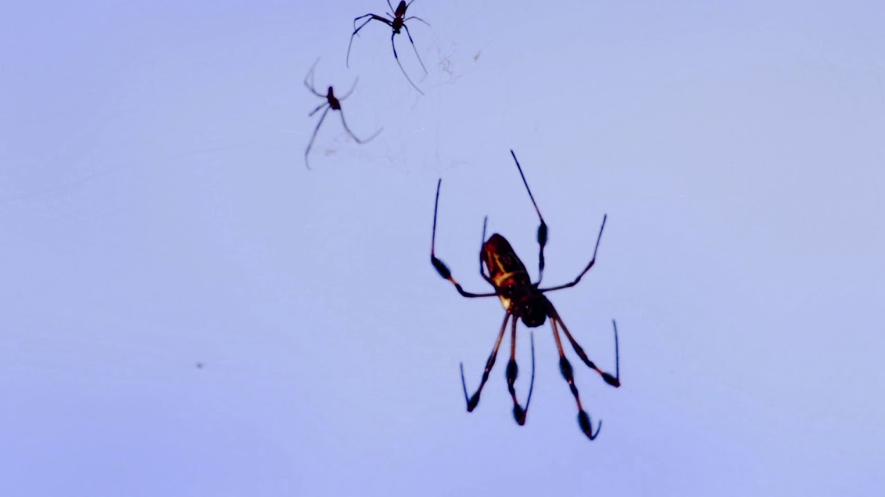 Spiders in the Sky - YouTube