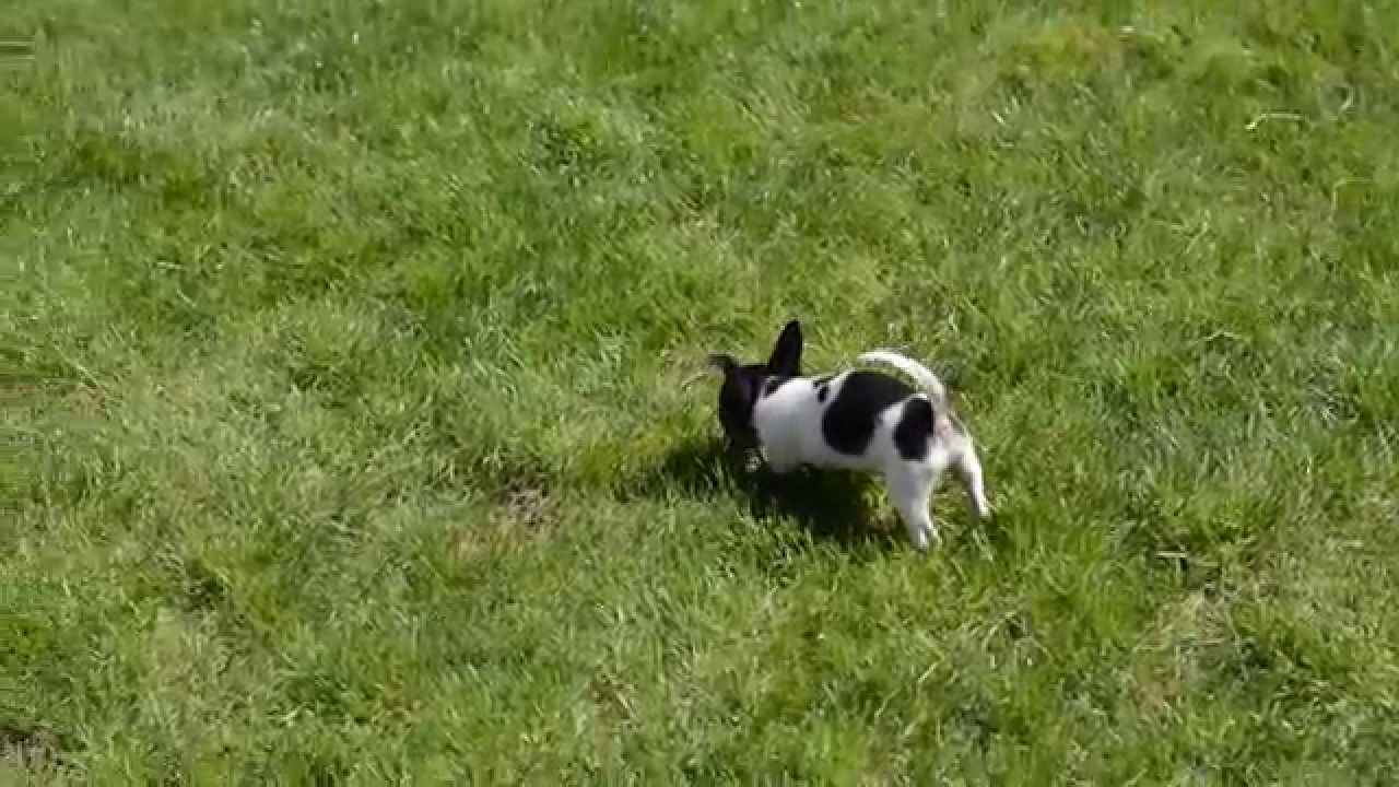 "Raia-dogs"- предлага супер мини късокосместо чихуахуа, - YouTube