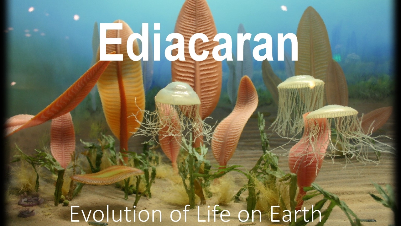 The Evolution of Life part 1 : Ediacaran - YouTube