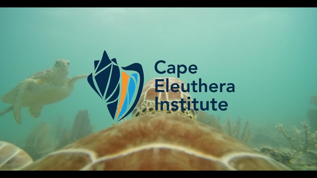 The Turtle Cam Project at the Cape Eleuthera Institute - YouTube