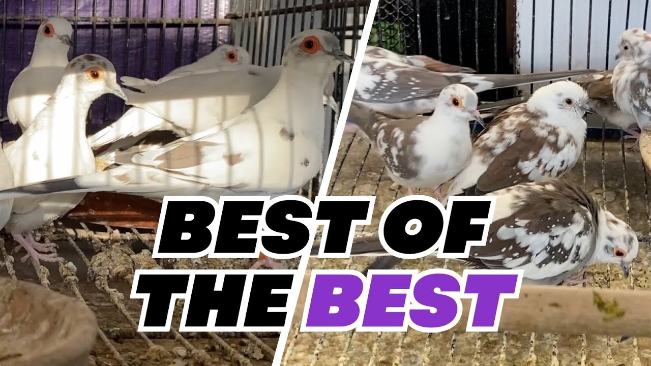 Dove Mutation Breeding Setup | Complete Guide for Successful Breeding ...