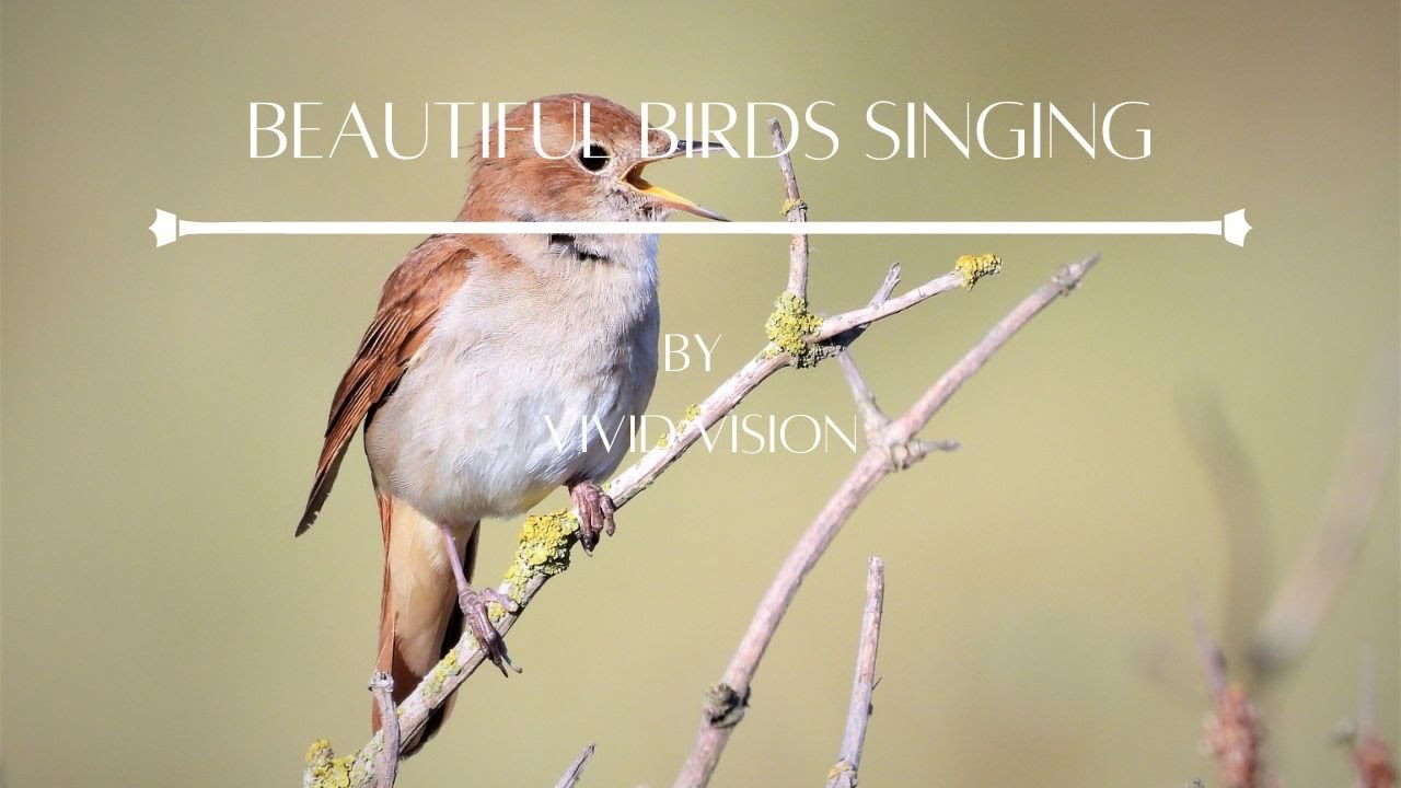 Beautiful Birds Singing #birdsinging #tranquility #meditation - YouTube