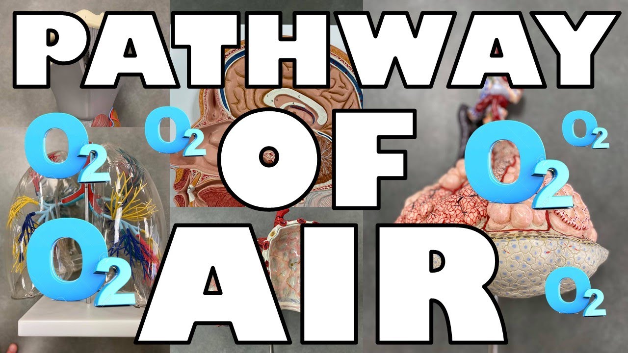 Pathway of Air (from outside your body to inside your lungs) - YouTube