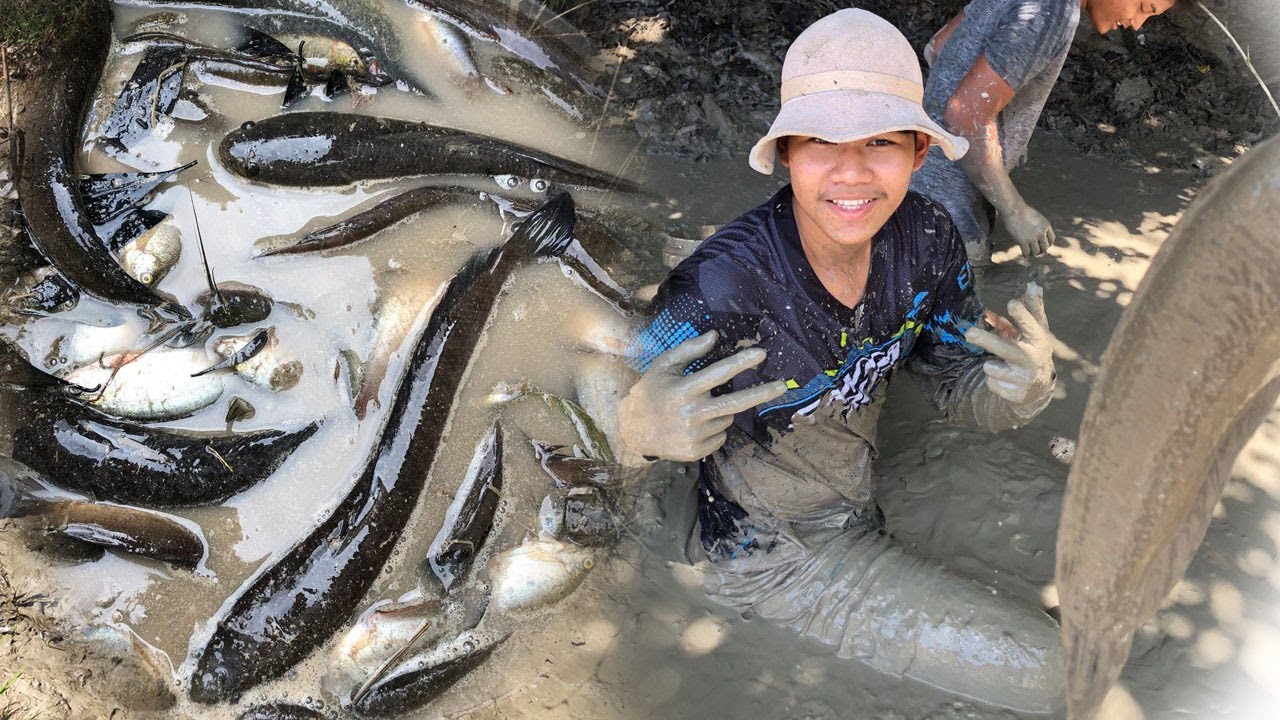Catching Fish at Rice Field | Roasted Fish with Salt Chili | Food ...