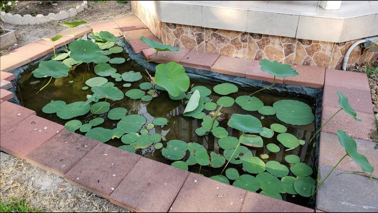 Lotus Ponds At Home Custom, LED And Acrylic Pond Lotus Aquariums