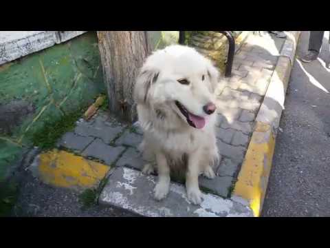 Beyaz köpek White dog
