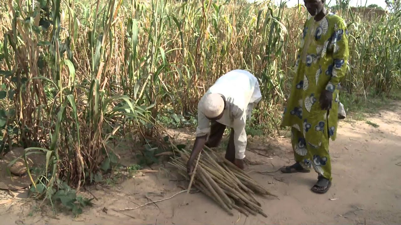 Cultiver ensemble - L'intensification agricole au Niger - YouTube