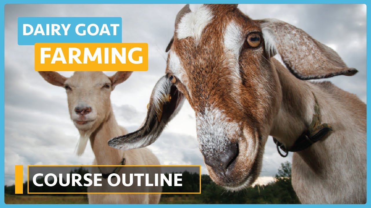 Dairy Goat Farming (Lesson 1) - Course Outline - YouTube