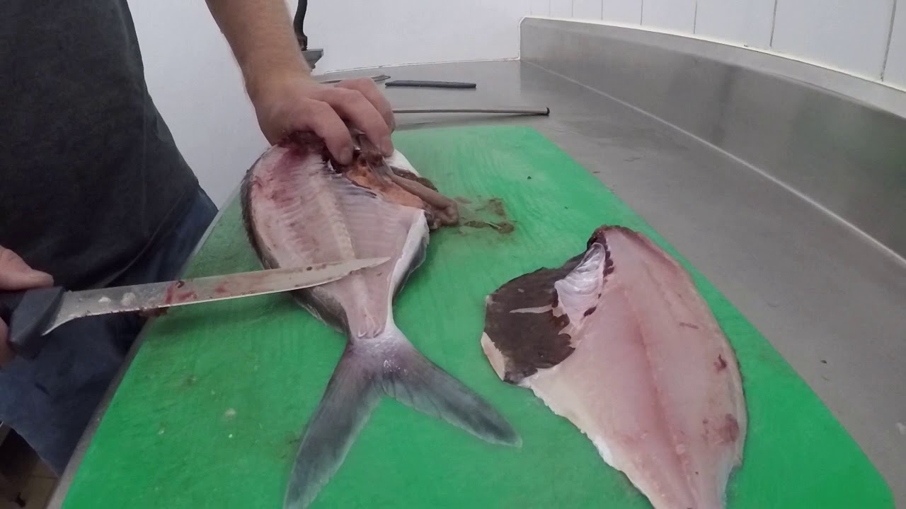How to fillet a Morwong - YouTube