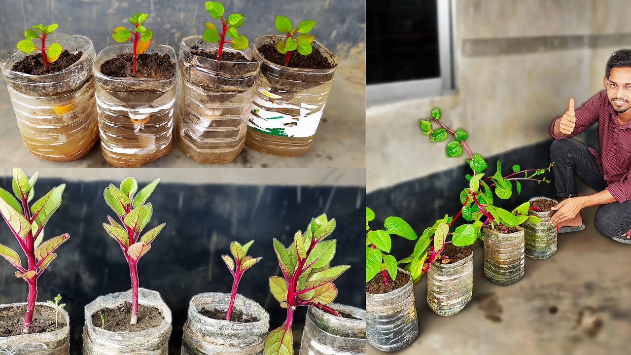 Recycle Series of Plastic Bottles Growing Vegetables at Home, Grow ...