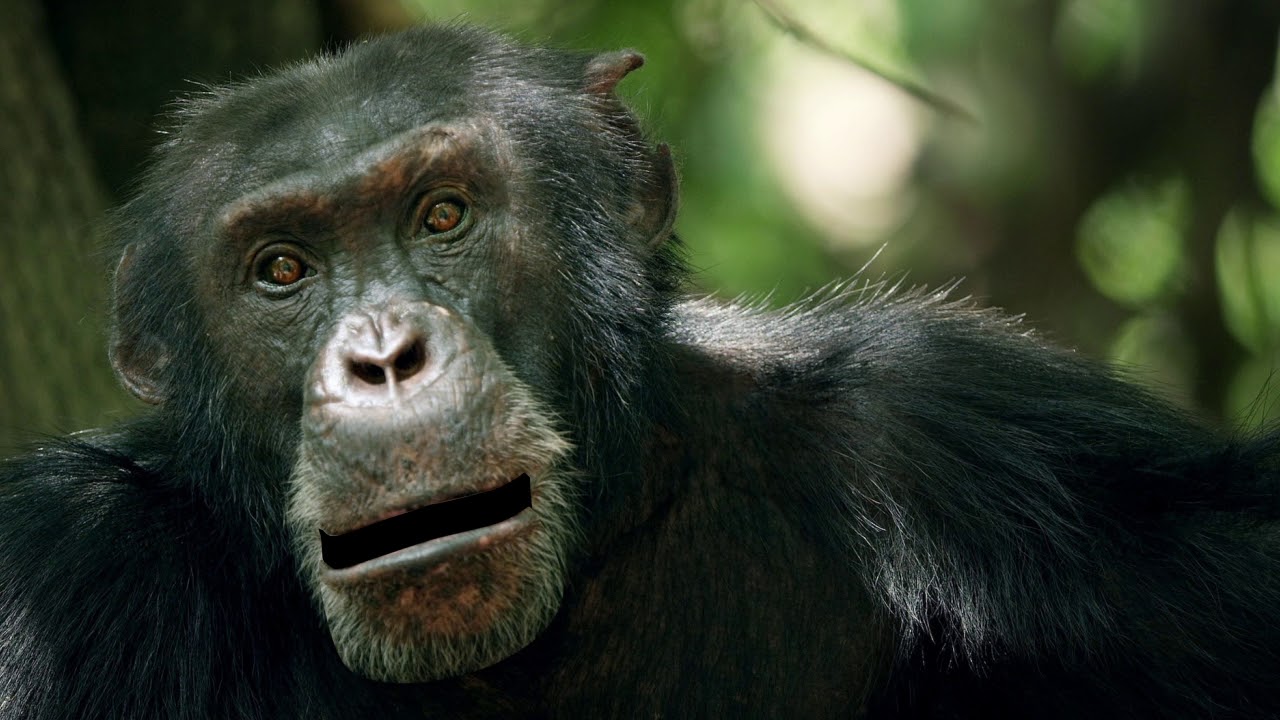 Chimpanzee Trying to Sing By CD 2-4-2019 - YouTube