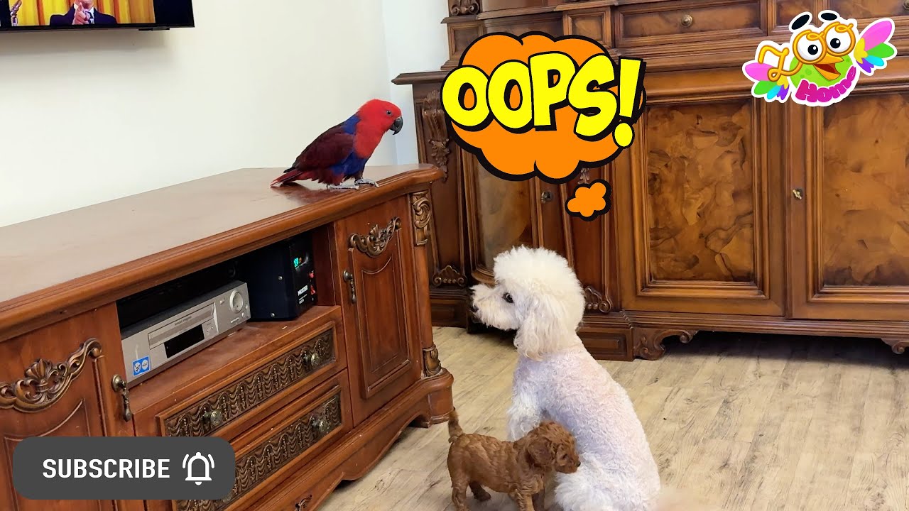Gretta the parrot hypnotizes Terry the dog. Попугай Гретта ...