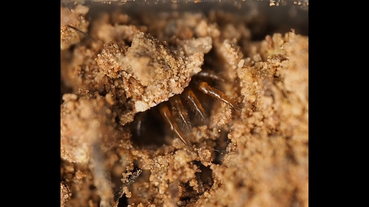 Timelapse: Trapdoor spiderling building burrow - YouTube