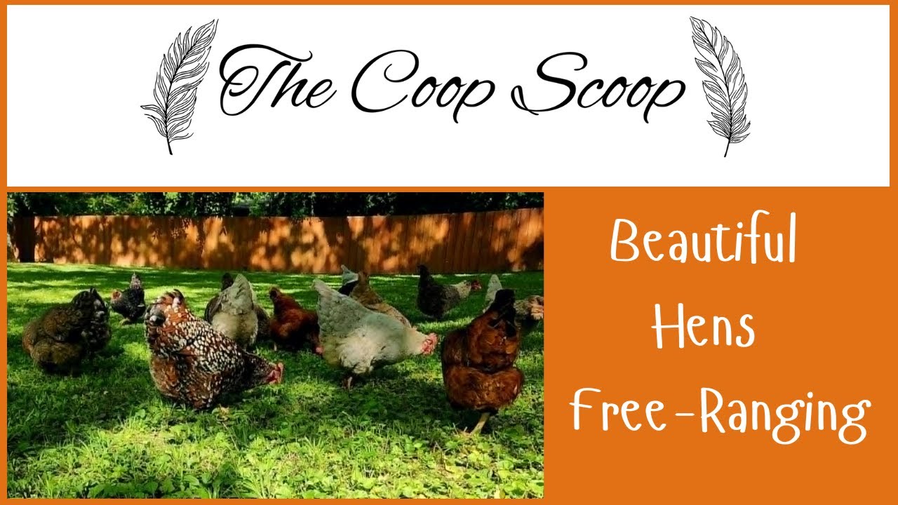 Beautiful Hens Chatter Peacefully - YouTube