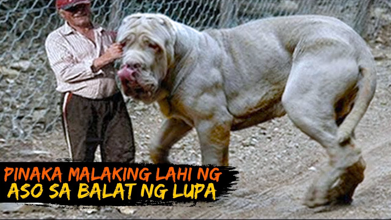 10 PINAKA MALAKING ASO SA BUONG MUNDO 2022 | BIGGEST DOG BREED IN THE ...