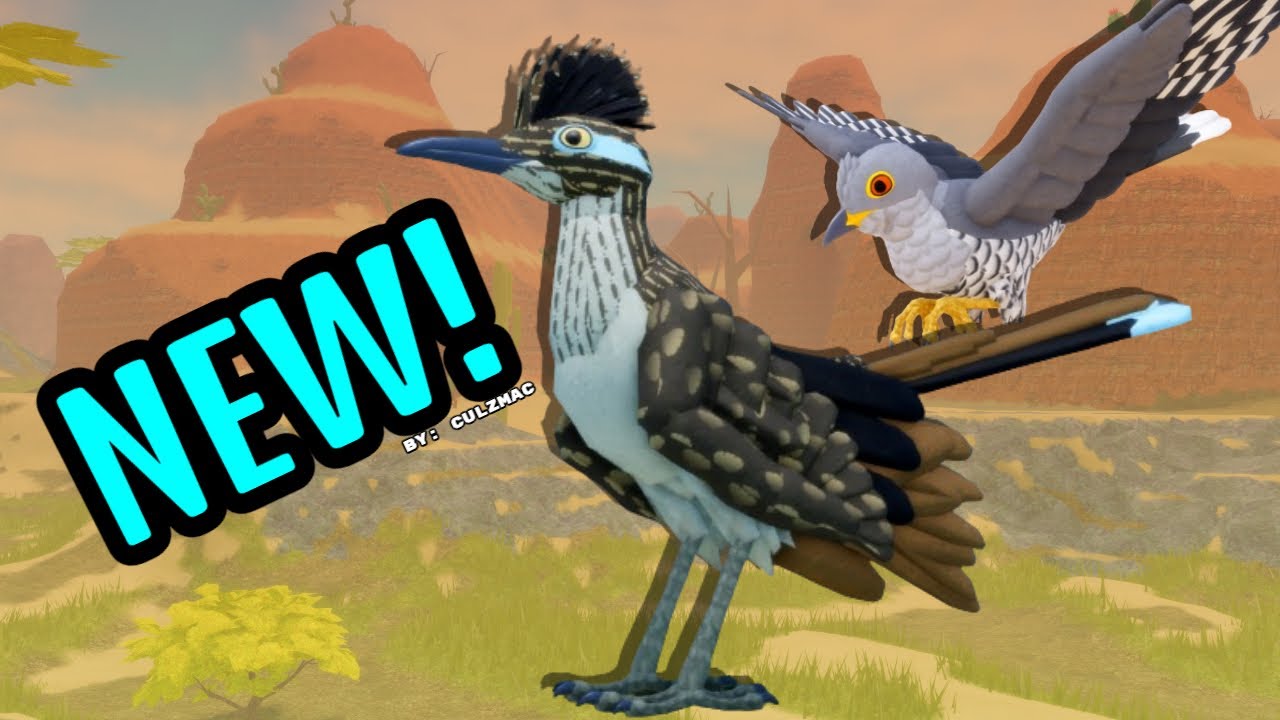 NEW Roadrunner Cuckoos on Feather Family!! - YouTube
