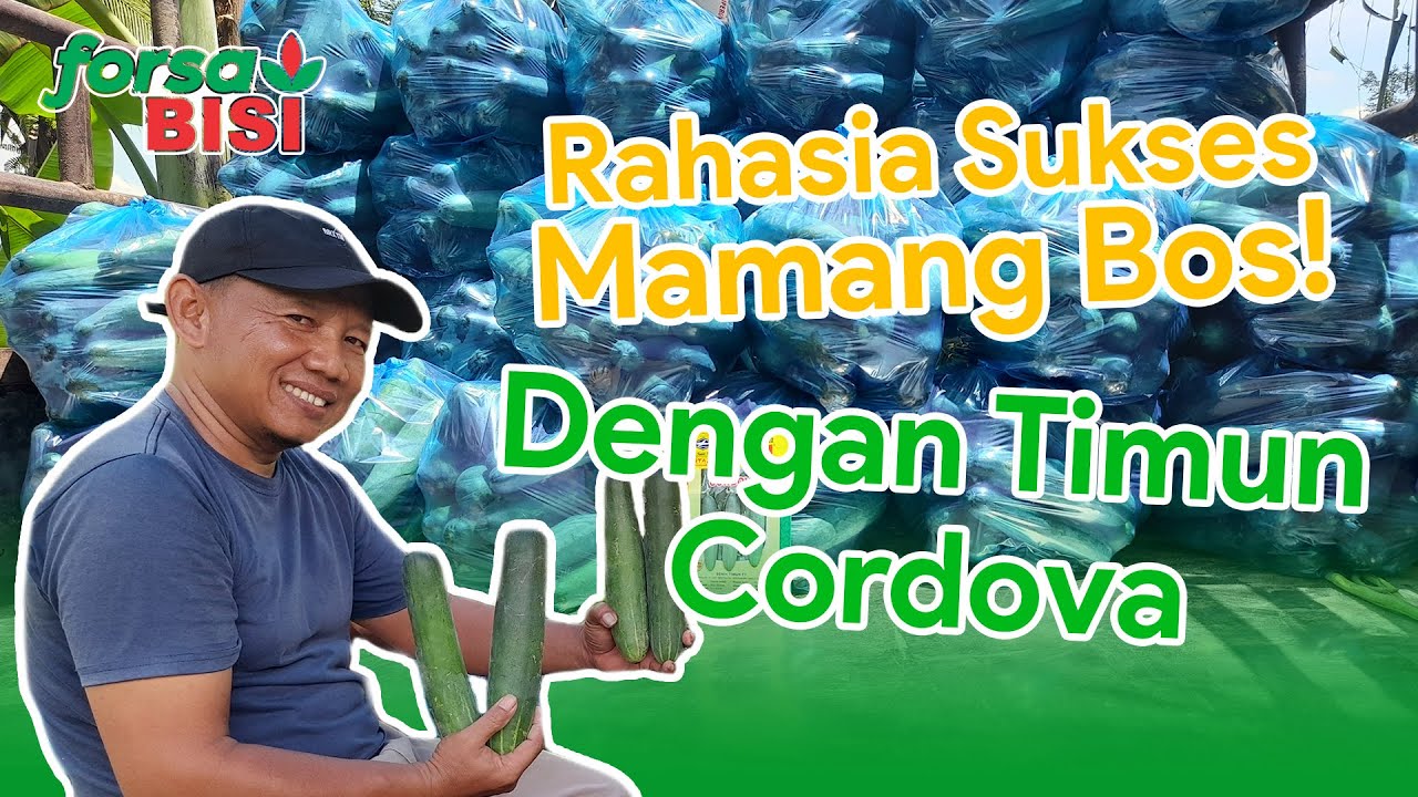 Rahasia Sukses Mamang Bos! Dengan Timun Cordova! | FORSA BISI - YouTube