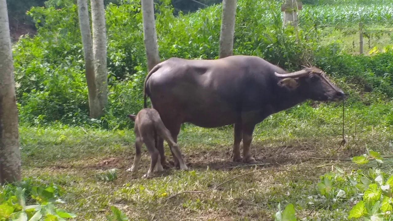 Carabao Baby Drinking Milk From His Mother YouTube carabao-baby-drinking-milk-from-his-mother-youtube