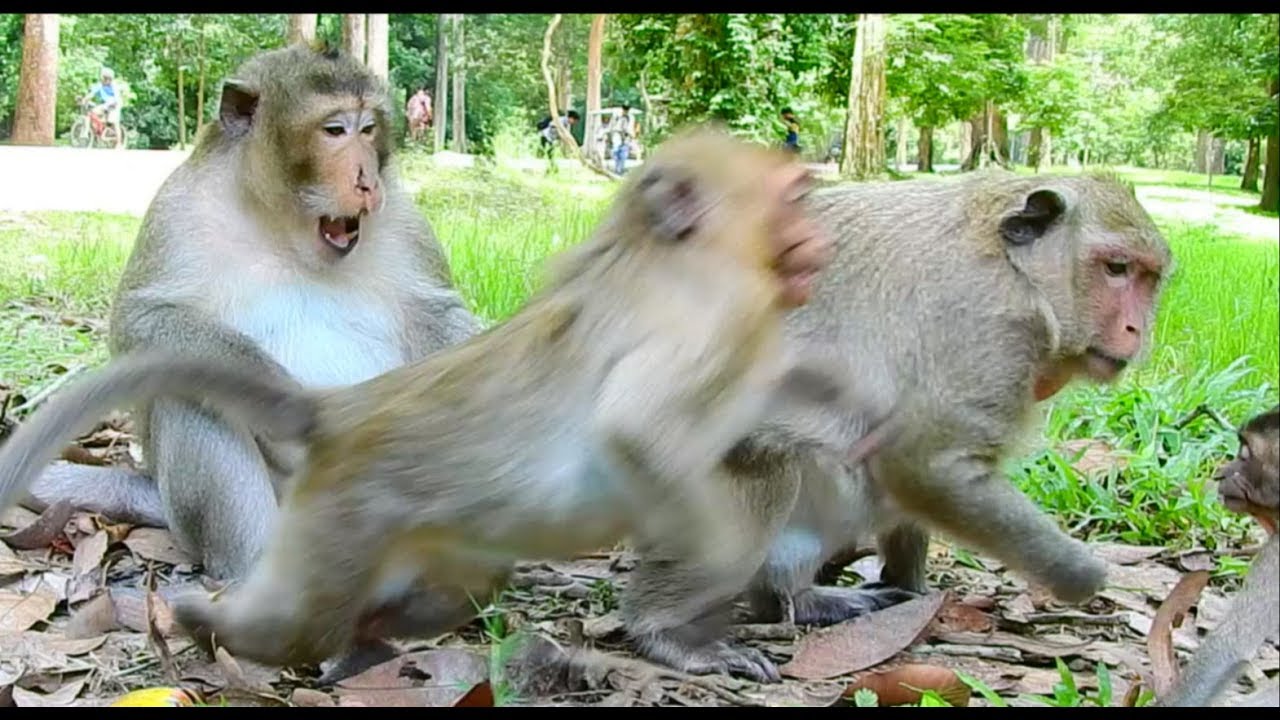 Monkey run fast , Popeye &her son Sweetpea run so fast cos Achap ...