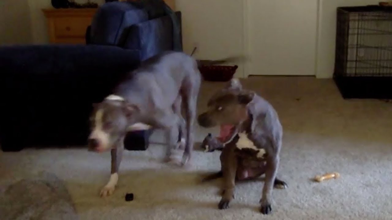 Two Pitbulls Alone In A Room Together For Hours - YouTube