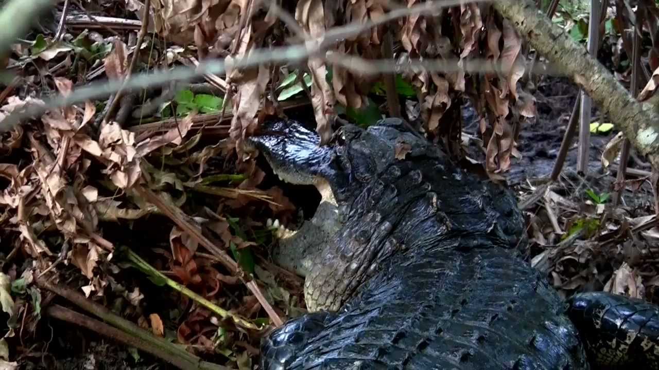 Documentary Film: "Birth of a Predator" - Alligator Sneak Attack - YouTube