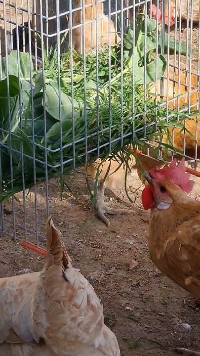 Esta semana video sobre el picaje en las gallinas i la industria avícola! - YouTube