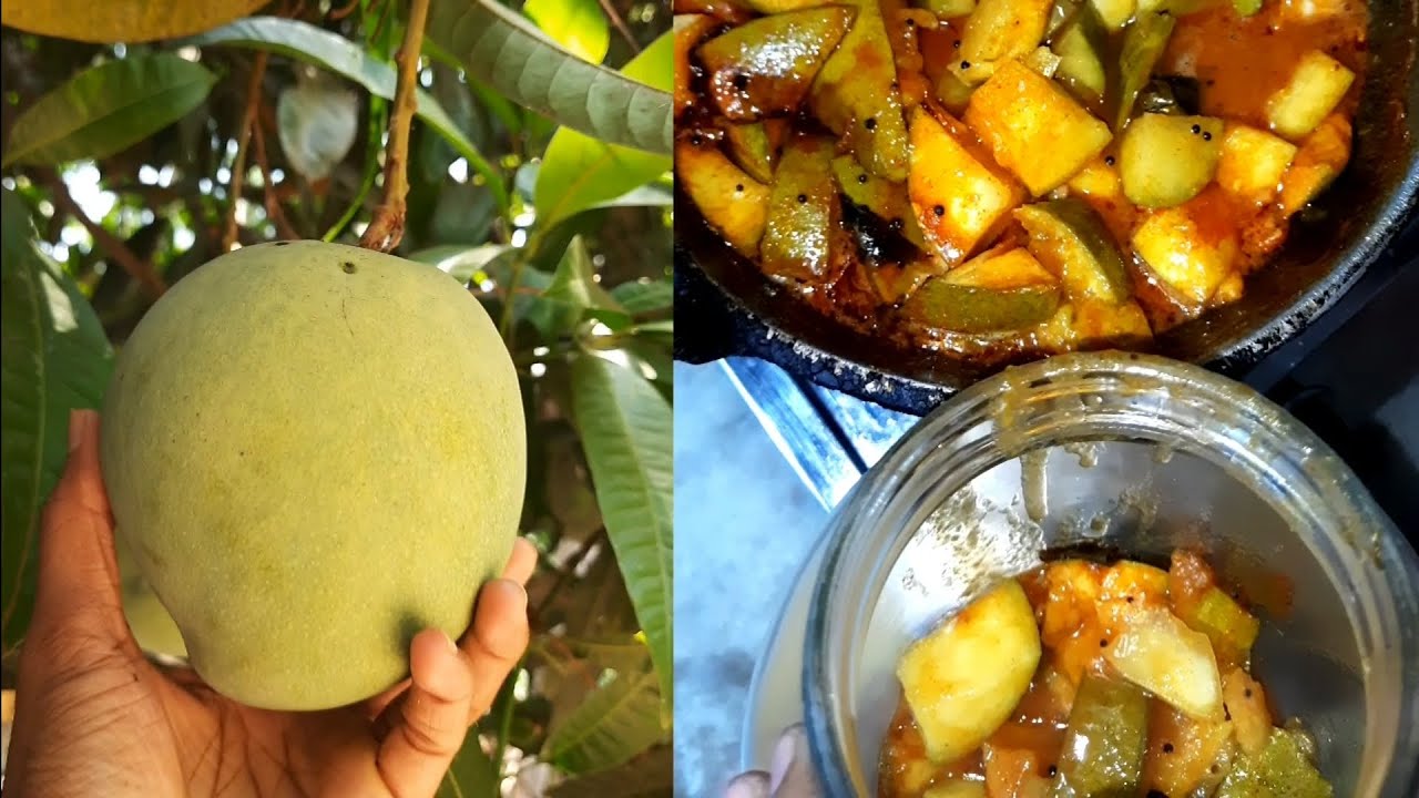 Yummy MALGOA PICKLE😋 with Sugar, chilly and more...Tastiest Pickle Ever ...