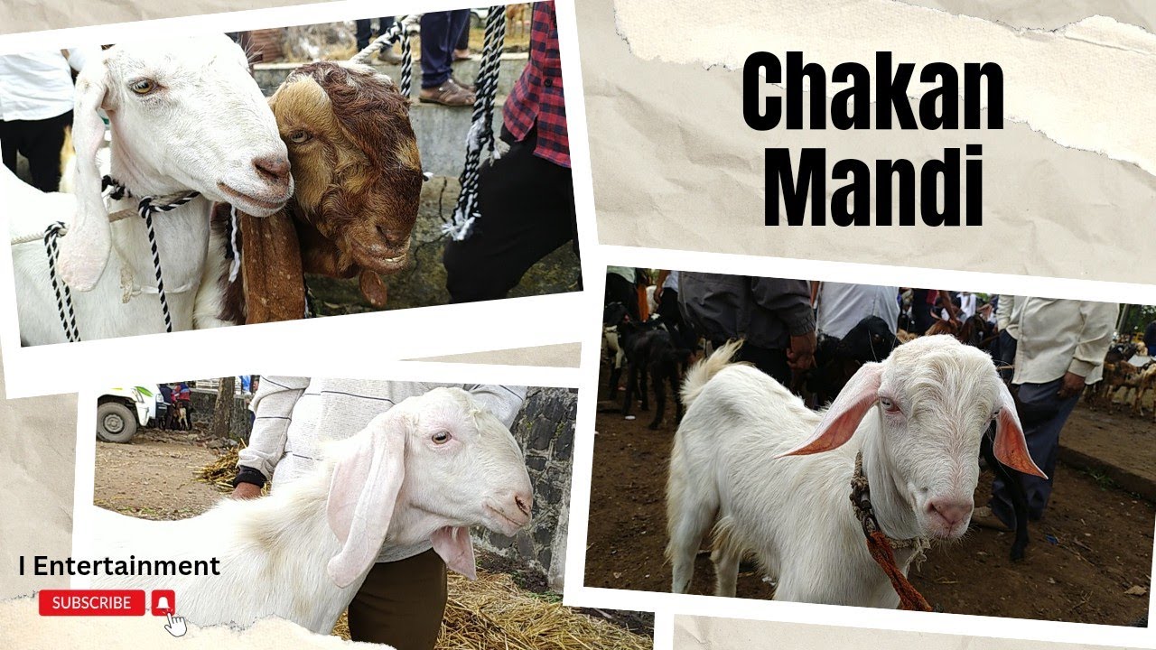 Chakan Bakra Mandi | Pune's Biggest Mandi - YouTube