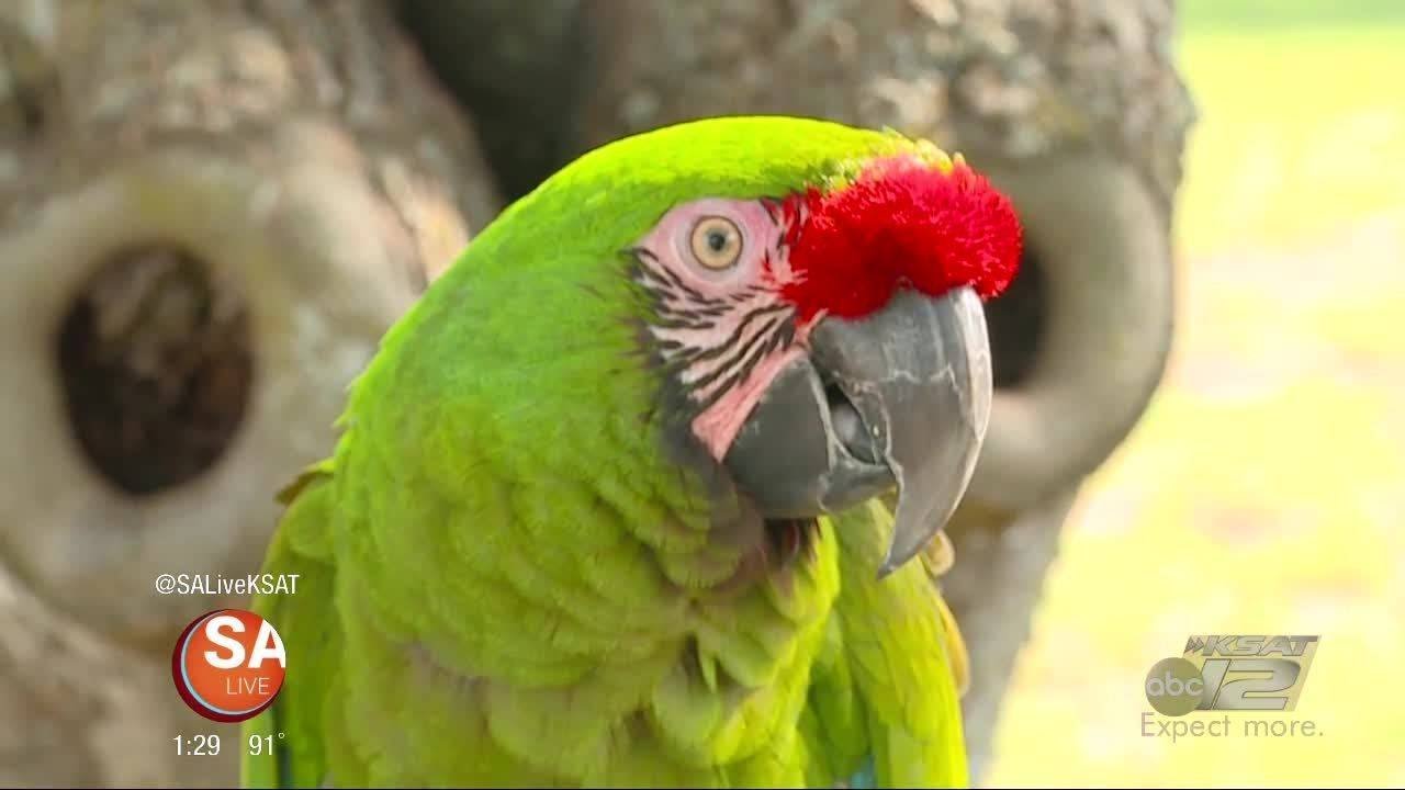 Wild Wednesday: Frank the Military Macaw - YouTube