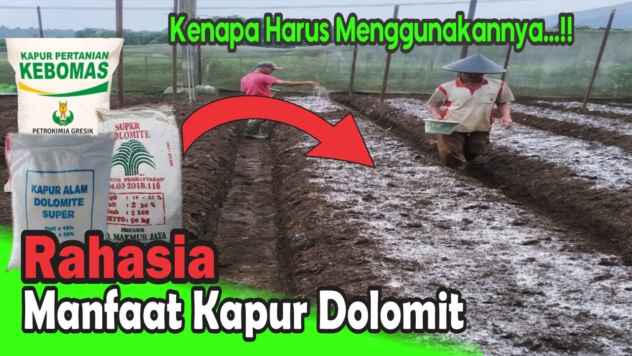 Manfaat Kapur Dolomit Pada Tanaman Cabe - YouTube