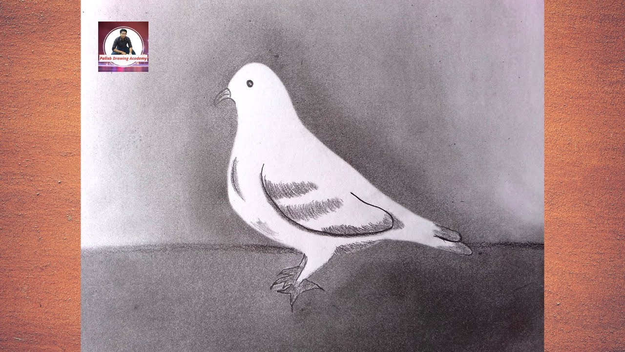 How To Draw a Beautiful Pigeon Easy Ways | Pigeon Pencil Drawing Step ...