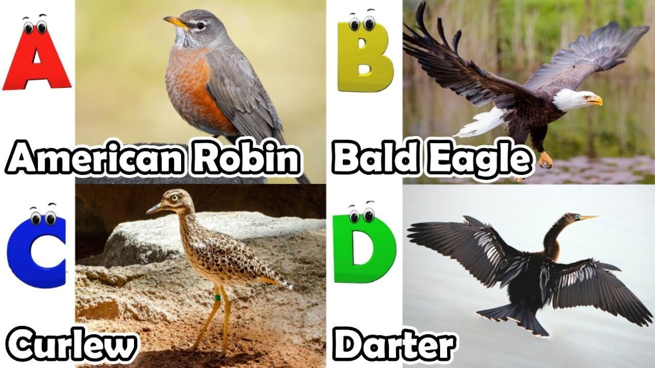 ABC Flying Animals Song for Kids | Learn English and Animals #abcd ...