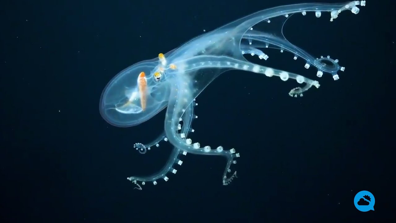 Incredible images of a glass octopus in the Phoenix Islands (Kiribati ...