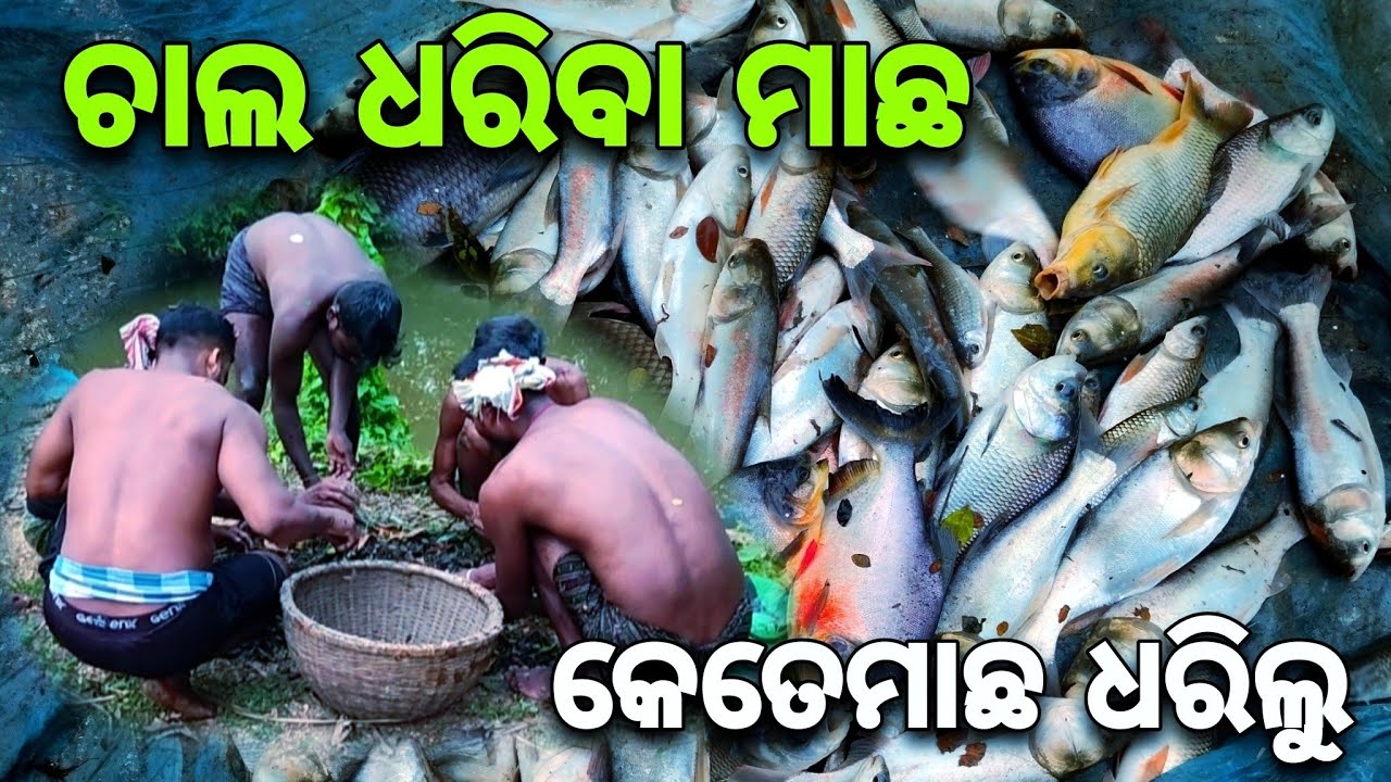 ଚାଲ ଧରିବା ମାଛ | Pond Culture Fish Farming In Odisha | #odiavlog - YouTube