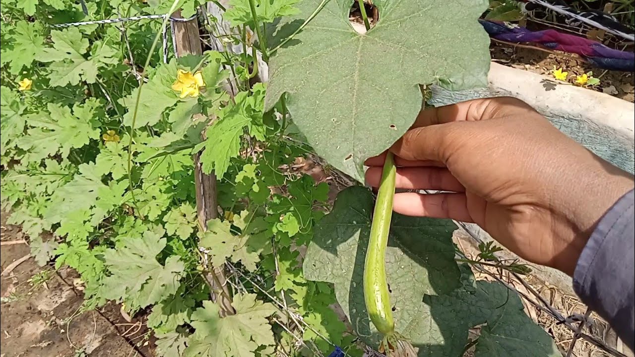 Organic Kheti Karne Ka Sahi Tarika Part 4 - YouTube