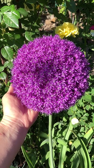 💜Декоративный лук в саду💜 Амбассадор и Глоубмастер. #flowers #цветники ...