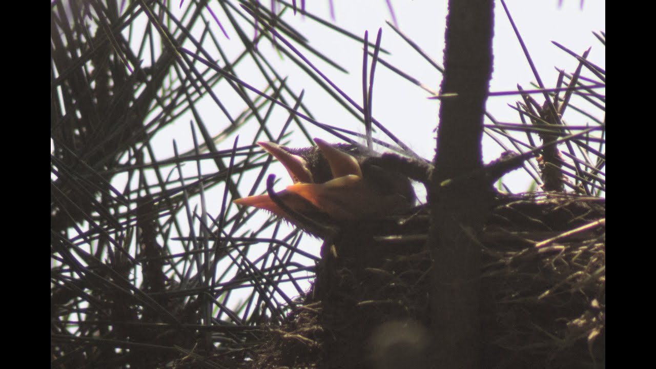 American Robin Chicks and Parents - YouTube