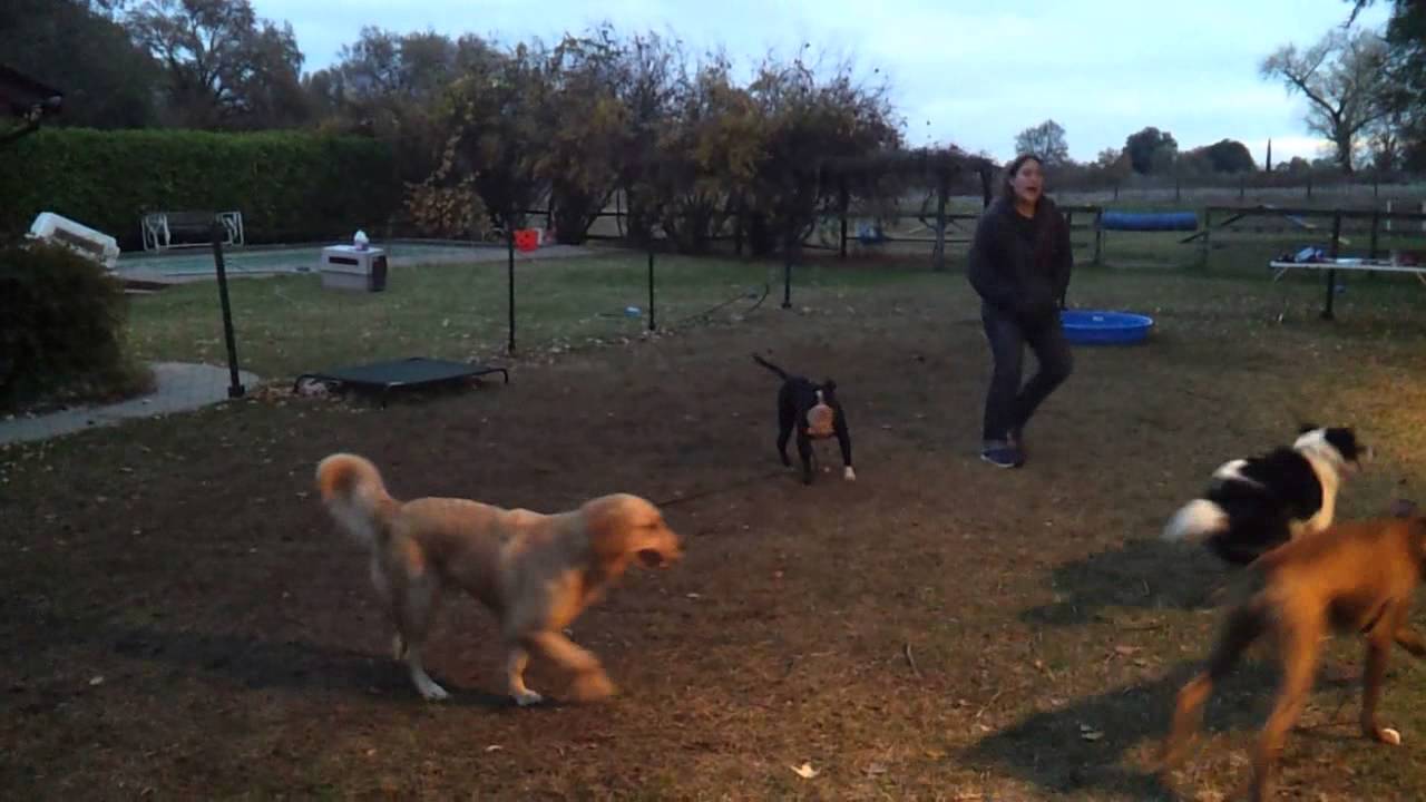 Hank socialization with Paws In Progress dog training - YouTube