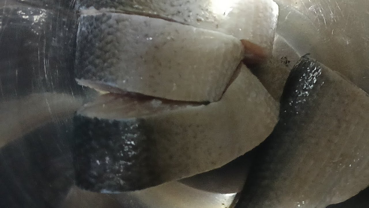 Milk fish cleaning - YouTube