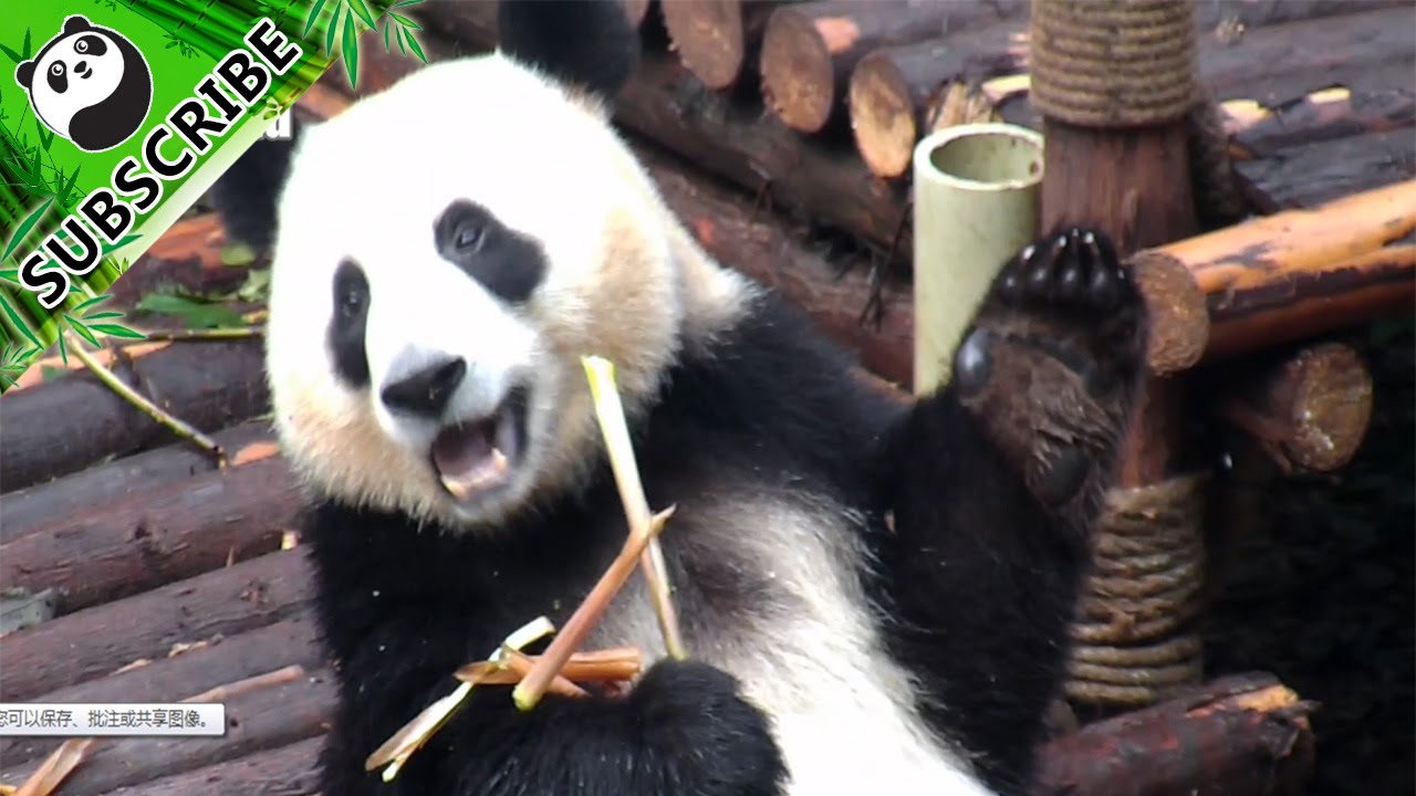 Panda, put your hands up! - YouTube