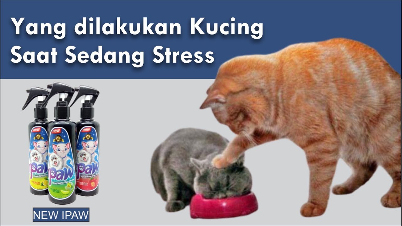 Tanda-Tanda Kucing Sedang Stress - YouTube