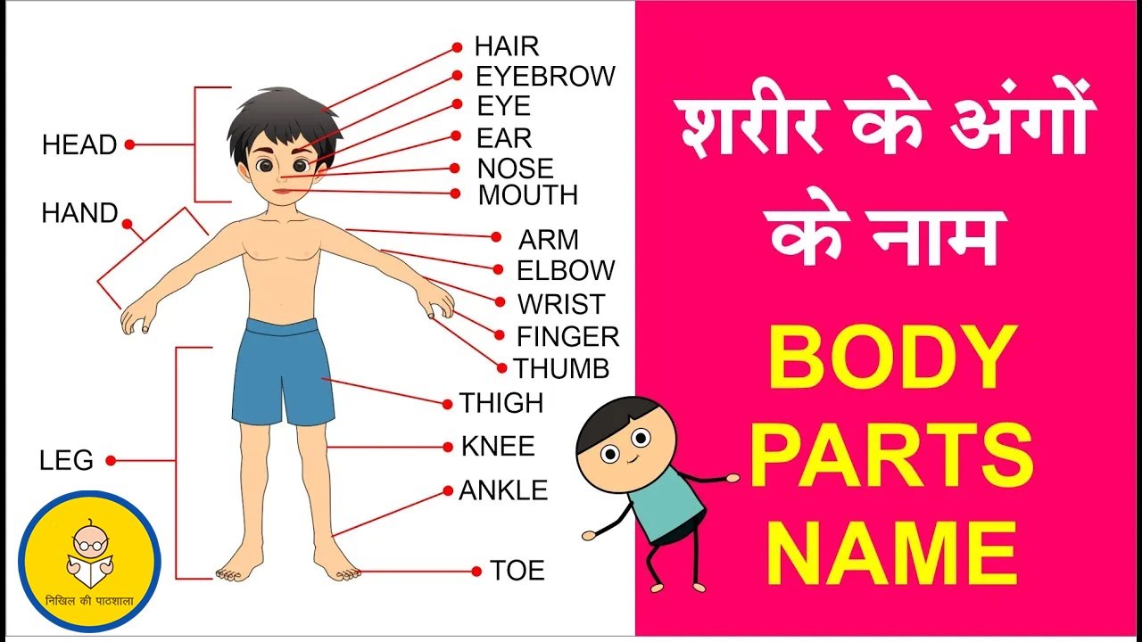 Human body parts name with spelling | शरीर के अंगों के नाम हिंदी और ...