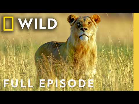 The Flood that Transforms the Okavango (Full Episode) | The Flood | Nat Geo Animals