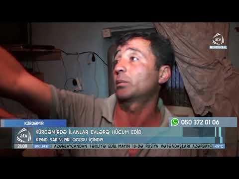 Kürdəmirdə ilanlar evlərə hücum edib