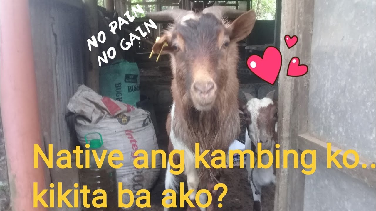 Paano kumita kahit native na kambing ang alaga? mag-uumpisa pa lamang ...